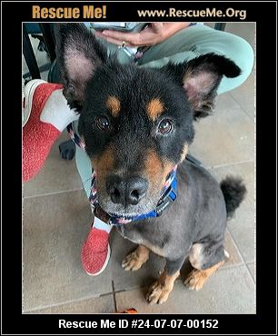 - Florida Dog Rescue - ADOPTIONS - Rescue Me!