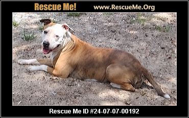 - Florida Pit Bull Rescue - ADOPTIONS - Rescue Me!