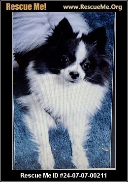 - Michigan Pomeranian Rescue - ADOPTIONS - Rescue Me!
