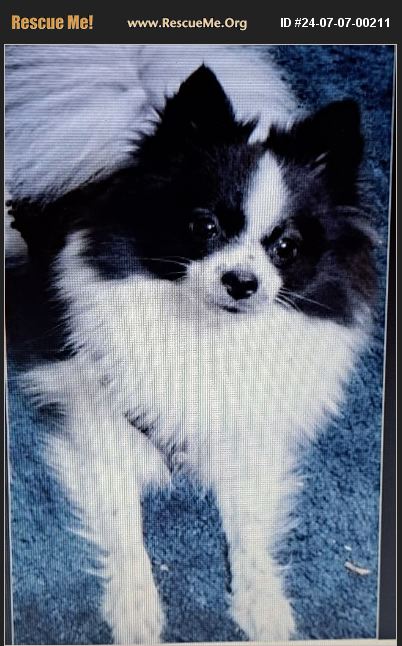 ADOPT 24070700211 ~ Pomeranian Rescue ~ Jenison, MI