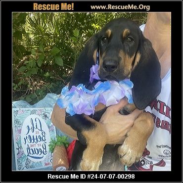 - Florida Dog Rescue - ADOPTIONS - Rescue Me!