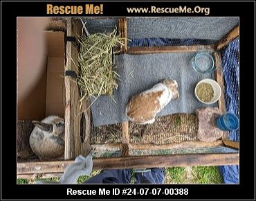 - Virginia Rabbit Rescue - ADOPTIONS - Rescue Me!