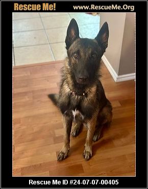 - Texas German Shepherd Rescue - ADOPTIONS - Rescue Me!