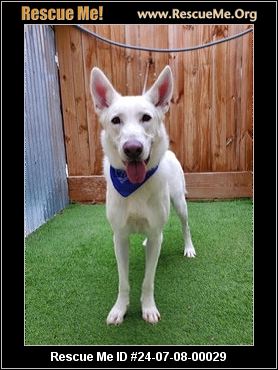 - Colorado Dog Rescue - ADOPTIONS - Rescue Me!