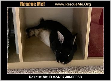 - Virginia Rabbit Rescue - ADOPTIONS - Rescue Me!