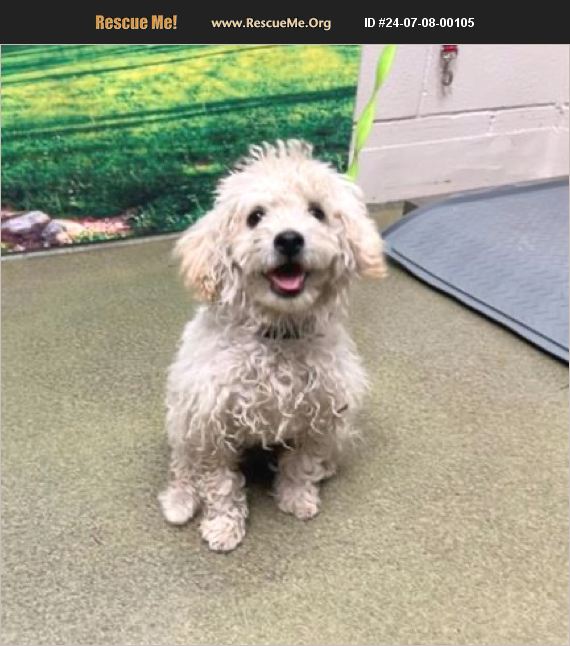 ADOPT 24070800105 ~ Poodle Rescue ~ Moreno Valley, CA