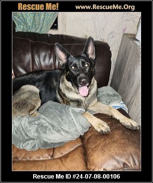 - Indiana German Shepherd Rescue - ADOPTIONS - Rescue Me!