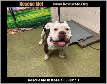 - California Bulldog Rescue - ADOPTIONS - Rescue Me!
