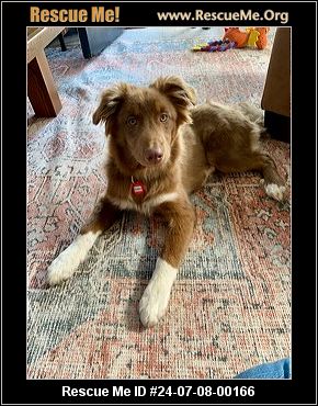 - Rhode Island Dog Rescue - ADOPTIONS - Rescue Me!