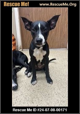 - Texas Mutt Rescue - ADOPTIONS - Rescue Me!