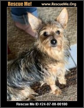 - California Yorkie Rescue - ADOPTIONS - Rescue Me!