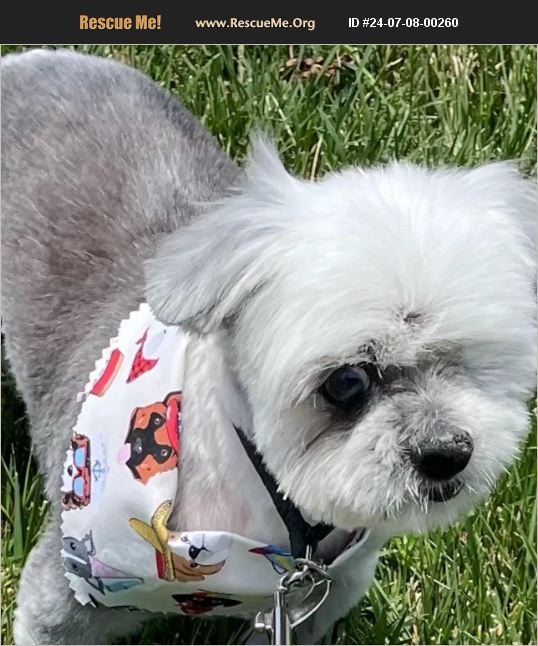 ADOPT 24070800260 ~ Maltese Rescue ~ Los Angeles, CA