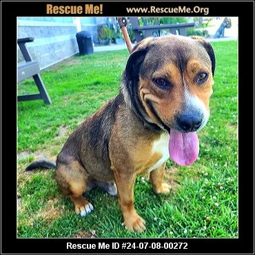 - California Rottweiler Rescue - ADOPTIONS - Rescue Me!