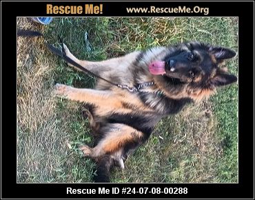 - Minnesota Dog Rescue - ADOPTIONS - Rescue Me!