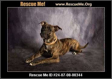 - Ohio Dog Rescue - ADOPTIONS - Rescue Me!