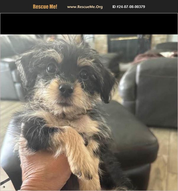 ADOPT 24070800379 ~ Yorkie Rescue ~ redlands, CA