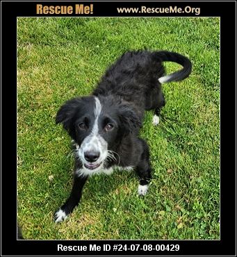 - Ohio Poodle Rescue - ADOPTIONS - Rescue Me!