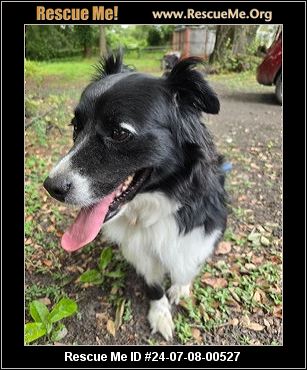 - Florida Border Collie Rescue - ADOPTIONS - Rescue Me!