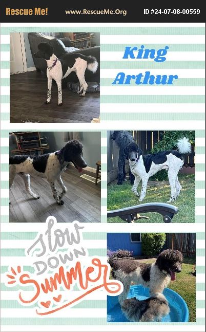 ADOPT 24070800559 ~ Poodle Rescue ~ Eugene, OR