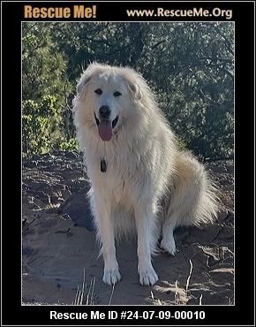 - Nevada Dog Rescue - ADOPTIONS - Rescue Me!