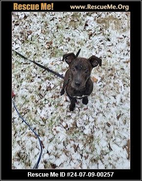 - Tennessee Dog Rescue - ADOPTIONS - Rescue Me!