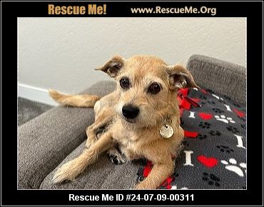 - California Border Terrier Rescue - ADOPTIONS - Rescue Me!