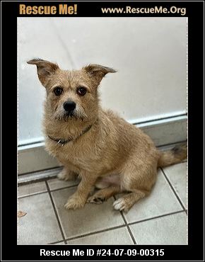 - Florida Dog Rescue - ADOPTIONS - Rescue Me!