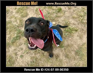 - Colorado Lab Rescue - ADOPTIONS - Rescue Me!