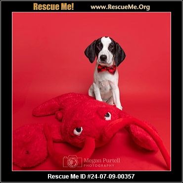 - Virginia Dog Rescue - ADOPTIONS - Rescue Me!