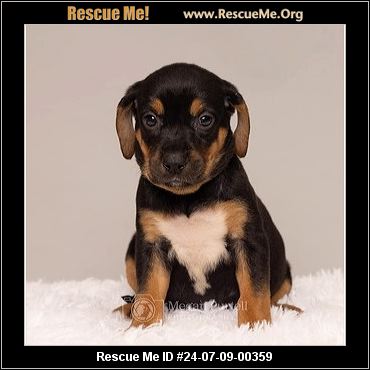 - Virginia Dog Rescue - ADOPTIONS - Rescue Me!