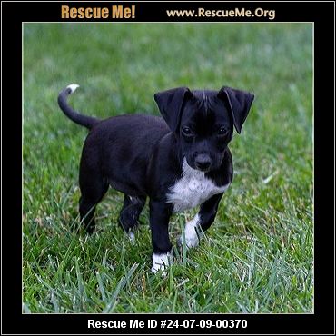 - Virginia Dog Rescue - ADOPTIONS - Rescue Me!