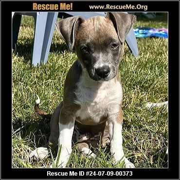 - Virginia Dog Rescue - ADOPTIONS - Rescue Me!