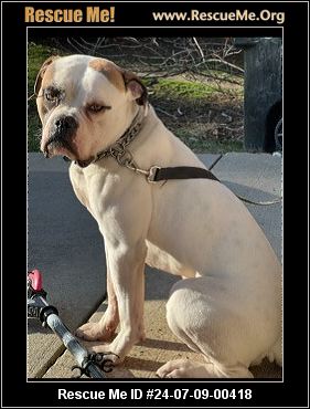 - New Jersey American Bulldog Rescue - ADOPTIONS - Rescue Me!
