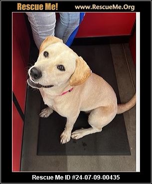 - Alabama Dog Rescue - ADOPTIONS - Rescue Me!