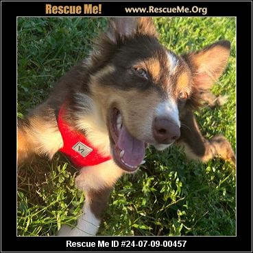 - Florida Dog Rescue - ADOPTIONS - Rescue Me!