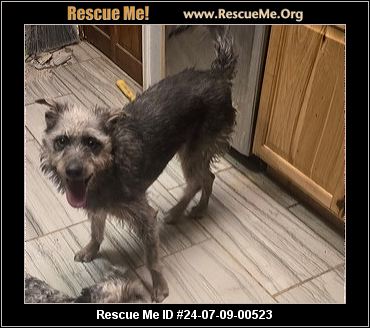 - Fur-get Me Not Canine Rescue - Albuquerque, NM - AVAILABLE PETS
