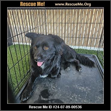 - New Mexico Dog Rescue - ADOPTIONS - Rescue Me!