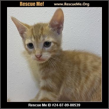 - New York Cat Rescue - ADOPTIONS - Rescue Me!