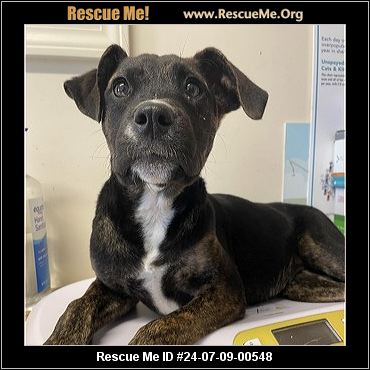 - Pennsylvania Dog Rescue - ADOPTIONS - Rescue Me!