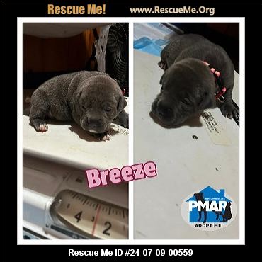 - New York Dog Rescue - ADOPTIONS - Rescue Me!