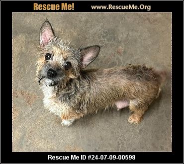 - Oklahoma Yorkie Rescue - ADOPTIONS - Rescue Me!