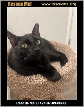 - Washington Cat Rescue - ADOPTIONS - Rescue Me!