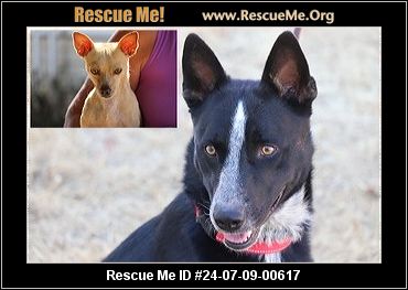 - California Australian Cattle Dog Rescue - ADOPTIONS - Rescue Me!