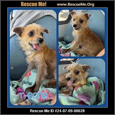 - Oklahoma Yorkie Rescue - ADOPTIONS - Rescue Me!