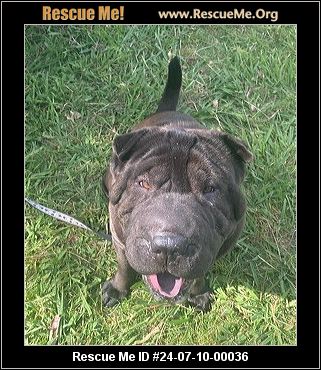 - Australia Dog Rescue - ADOPTIONS - Rescue Me!