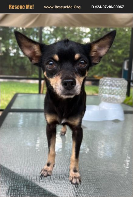 ADOPT 24071000067 ~ Miniature Pinscher Rescue ~ Seminole County, FL