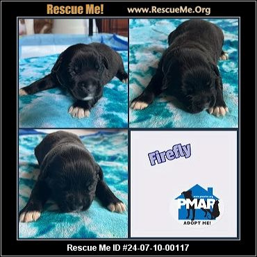 - New York Dog Rescue - ADOPTIONS - Rescue Me!