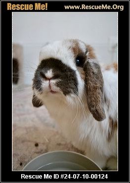 - Pennsylvania Rabbit Rescue - ADOPTIONS - Rescue Me!