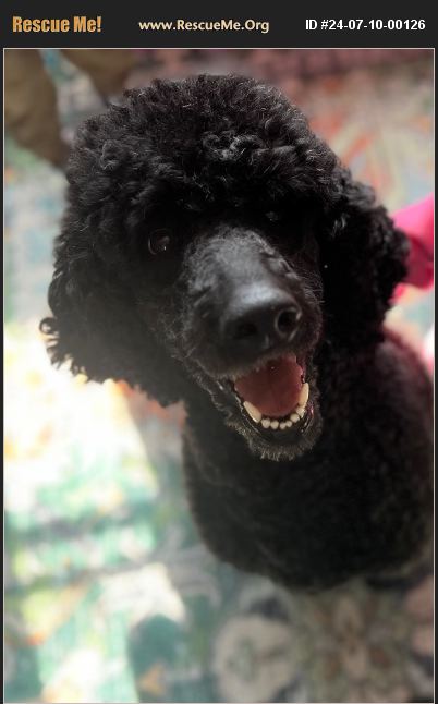 ADOPT 24071000126 ~ Poodle Rescue ~ Martinsburg, PA