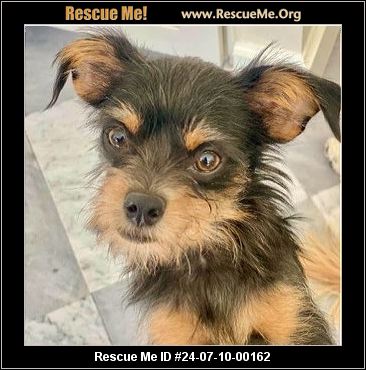 - Colorado Yorkie Rescue - ADOPTIONS - Rescue Me!